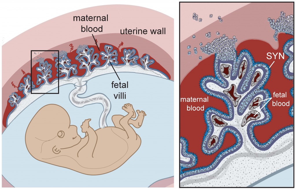 Descoberta comunidade de bactérias na placenta humana - FCiências