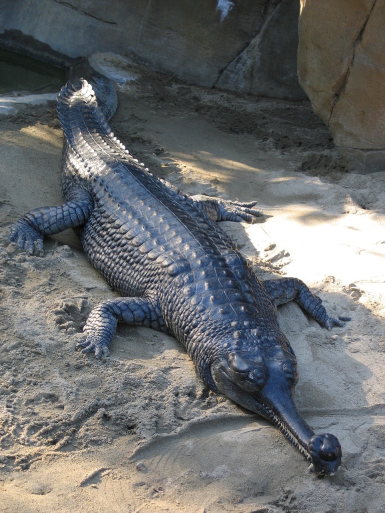Gavial | Vida em Destaque - FCiências