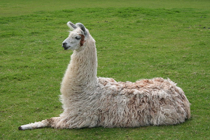 Lama |Vida em Destaque - FCiências