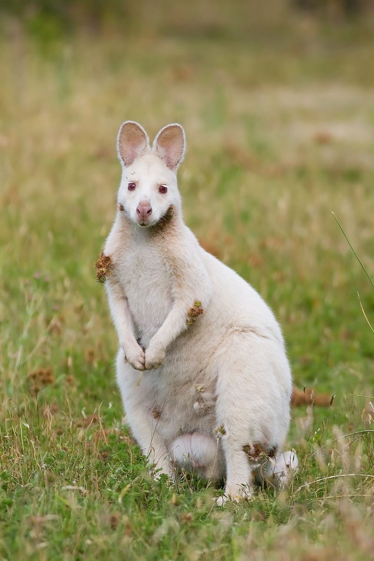 Albinismo em Animais - FCiências