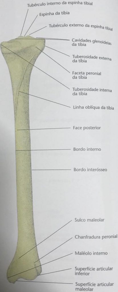 Corpo humano - Ossos! - FCiências
